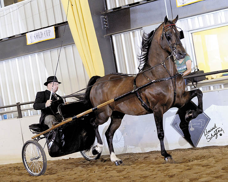 MEM Bacardi GCH | Michigan Morgan Futurity